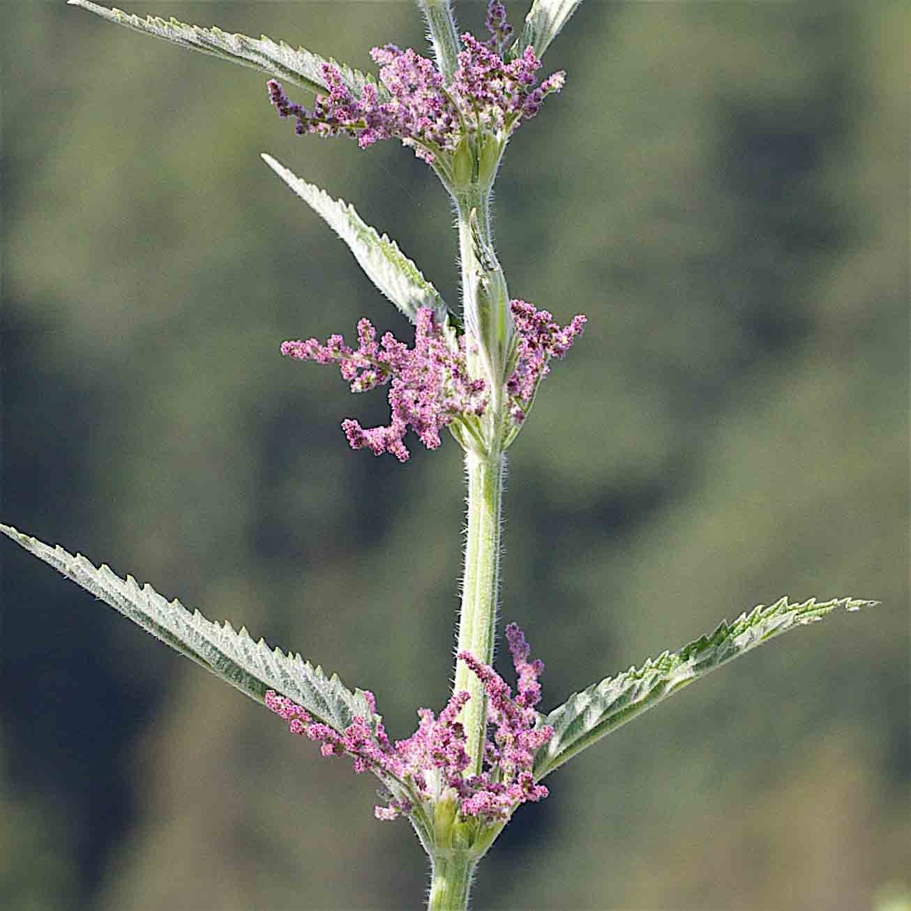 Urticaceae – MonFlora