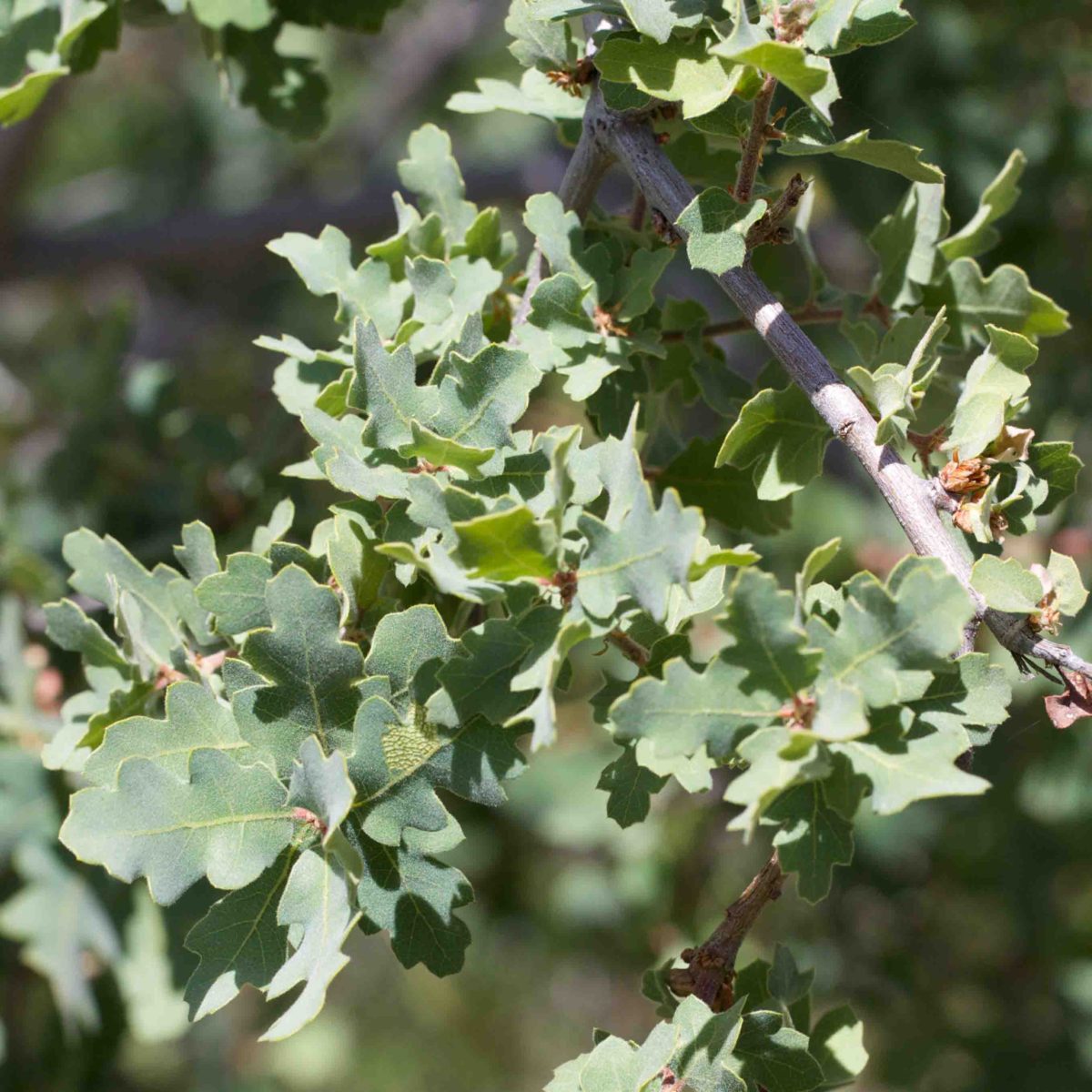 Tree – Fagaceae – Quercus – MonFlora