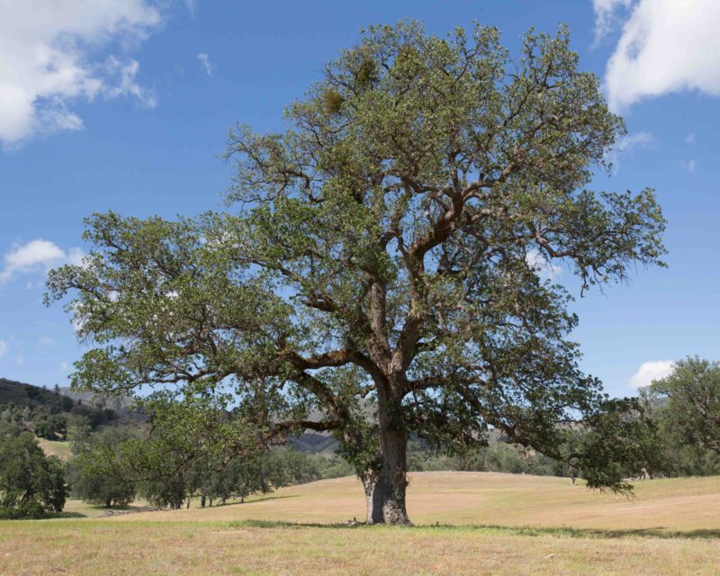 Tree – Fagaceae – Quercus – MonFlora
