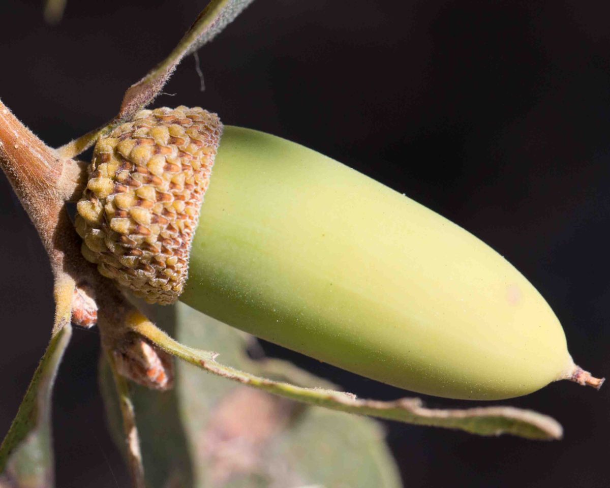 Tree – Fagaceae – Quercus – MonFlora