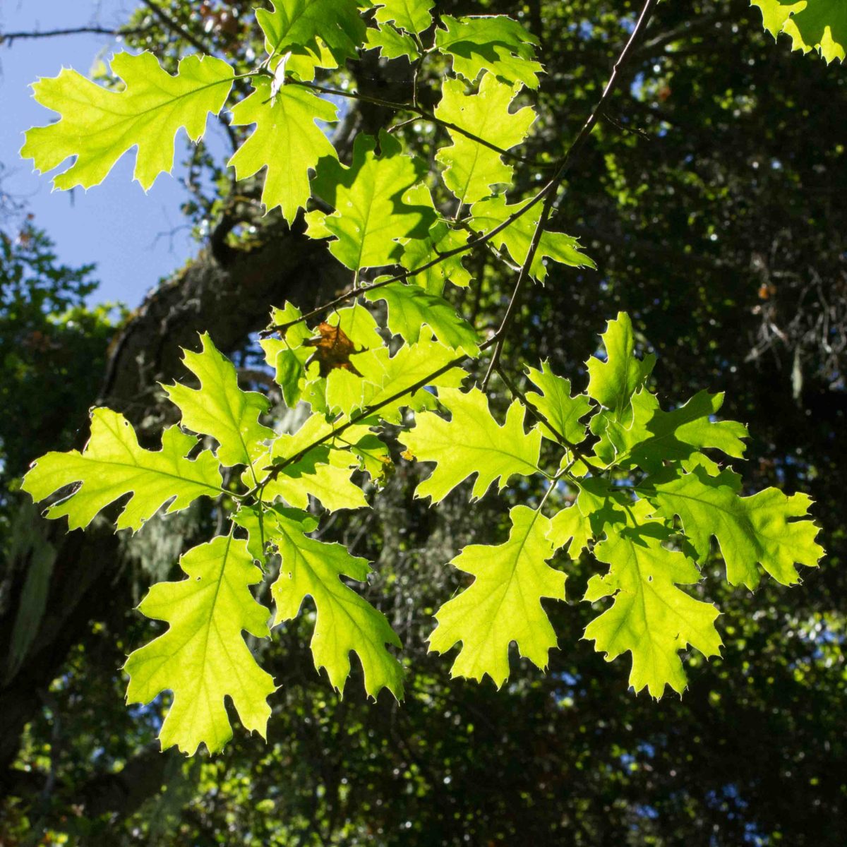 Tree – Fagaceae – Quercus – MonFlora
