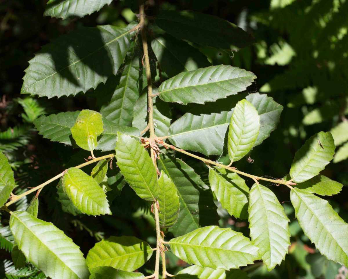 Tree – Fagaceae xQuercus – MonFlora