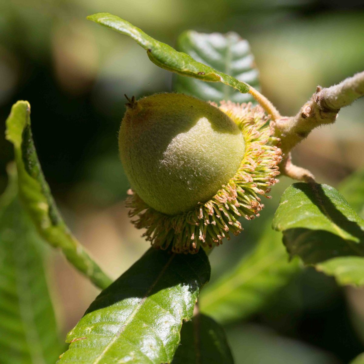 Tree – Fagaceae xQuercus – MonFlora