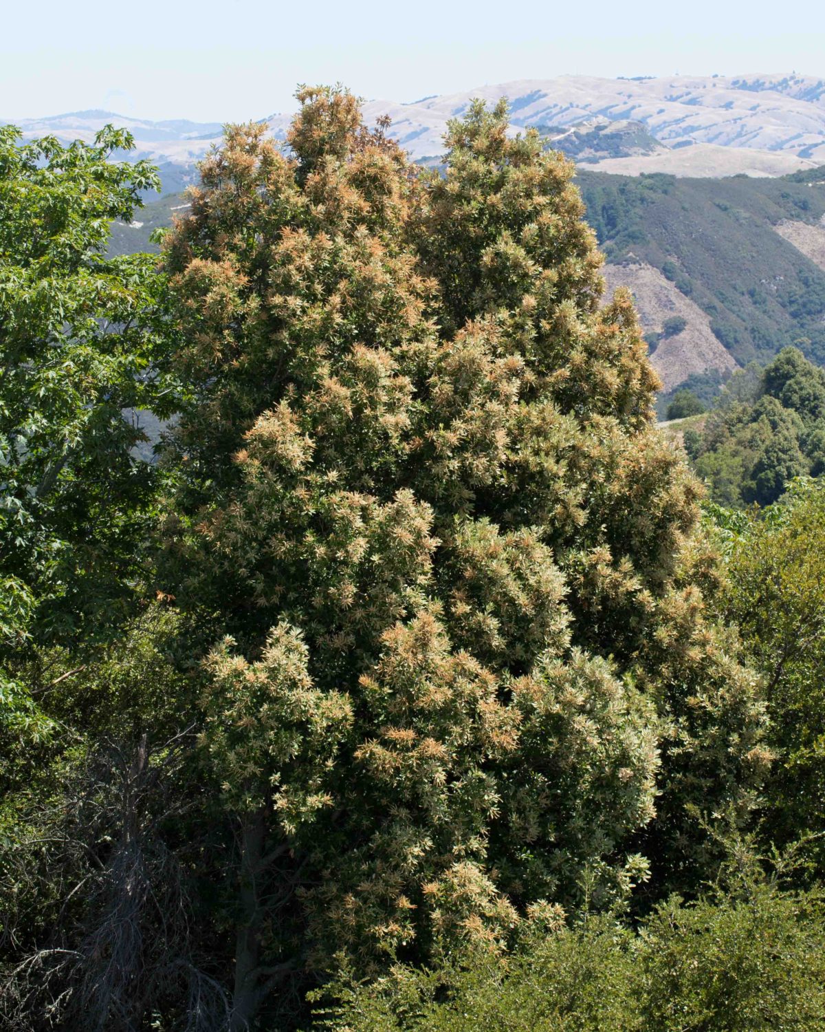 Tree – Fagaceae xQuercus – MonFlora