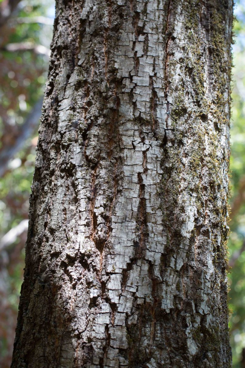 Tree – Fagaceae xQuercus – MonFlora