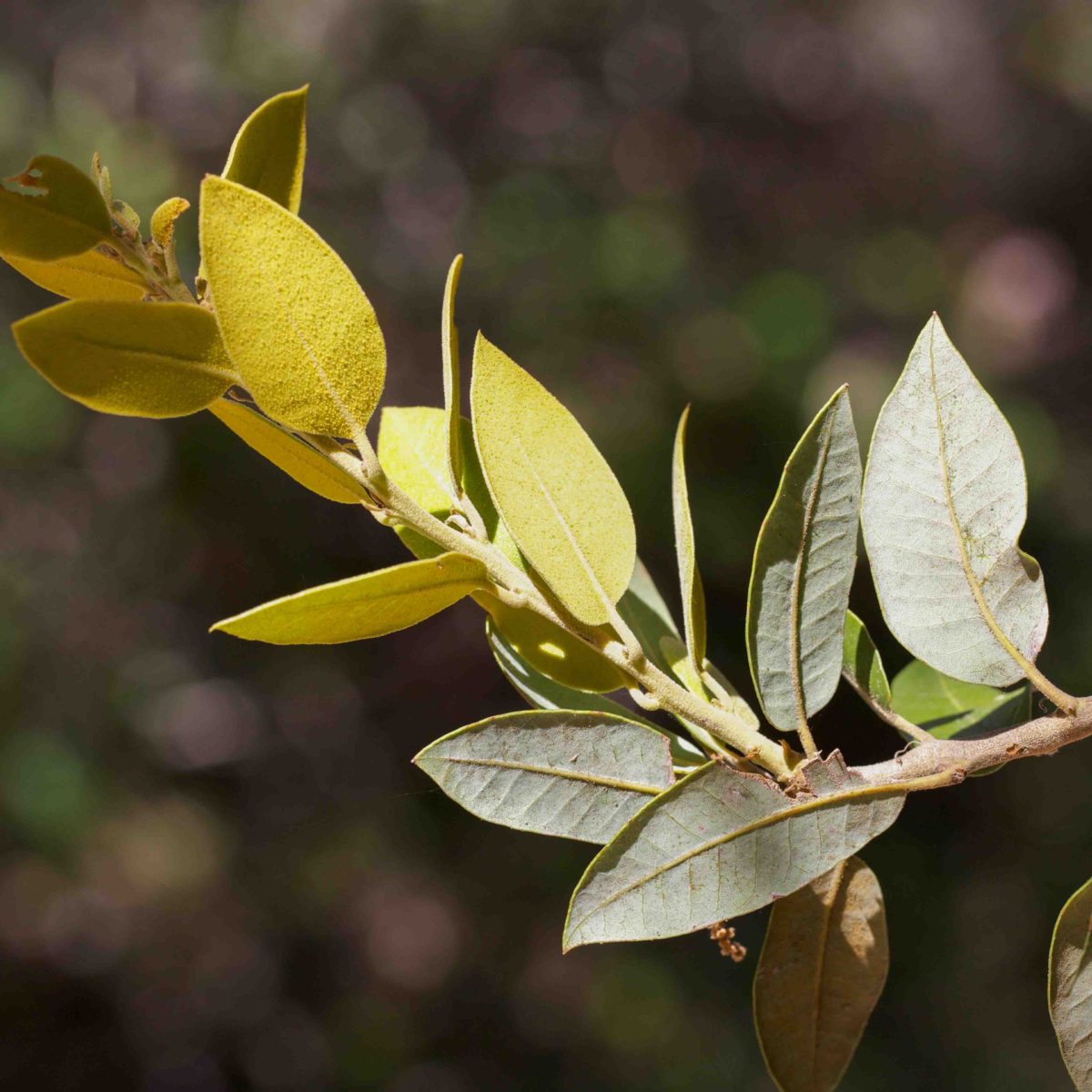 Tree – Fagaceae – Quercus – MonFlora
