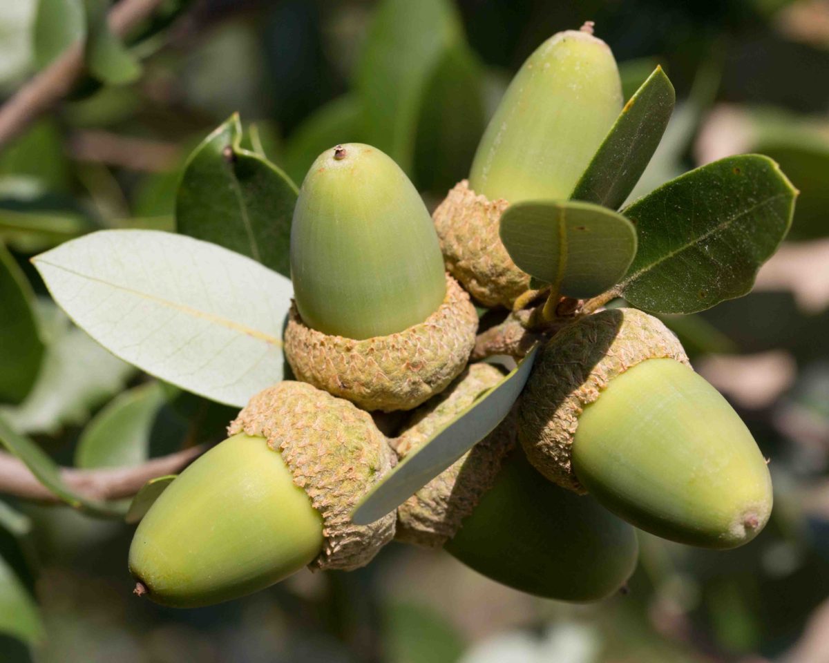 Tree – Fagaceae – Quercus – MonFlora