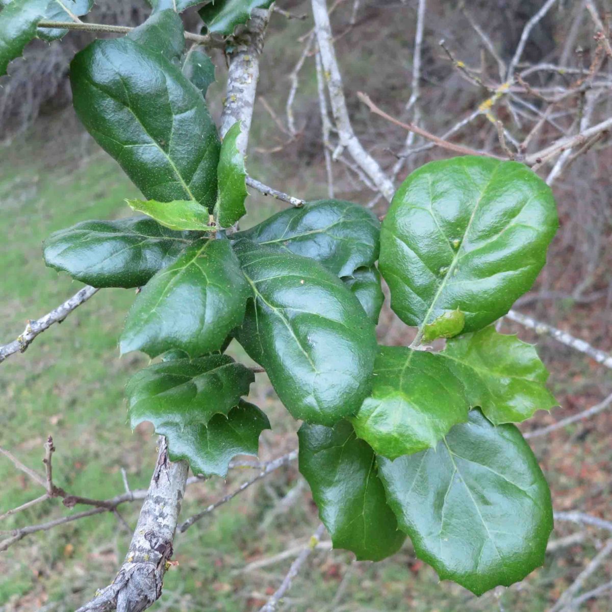 Tree – Fagaceae – Quercus – MonFlora