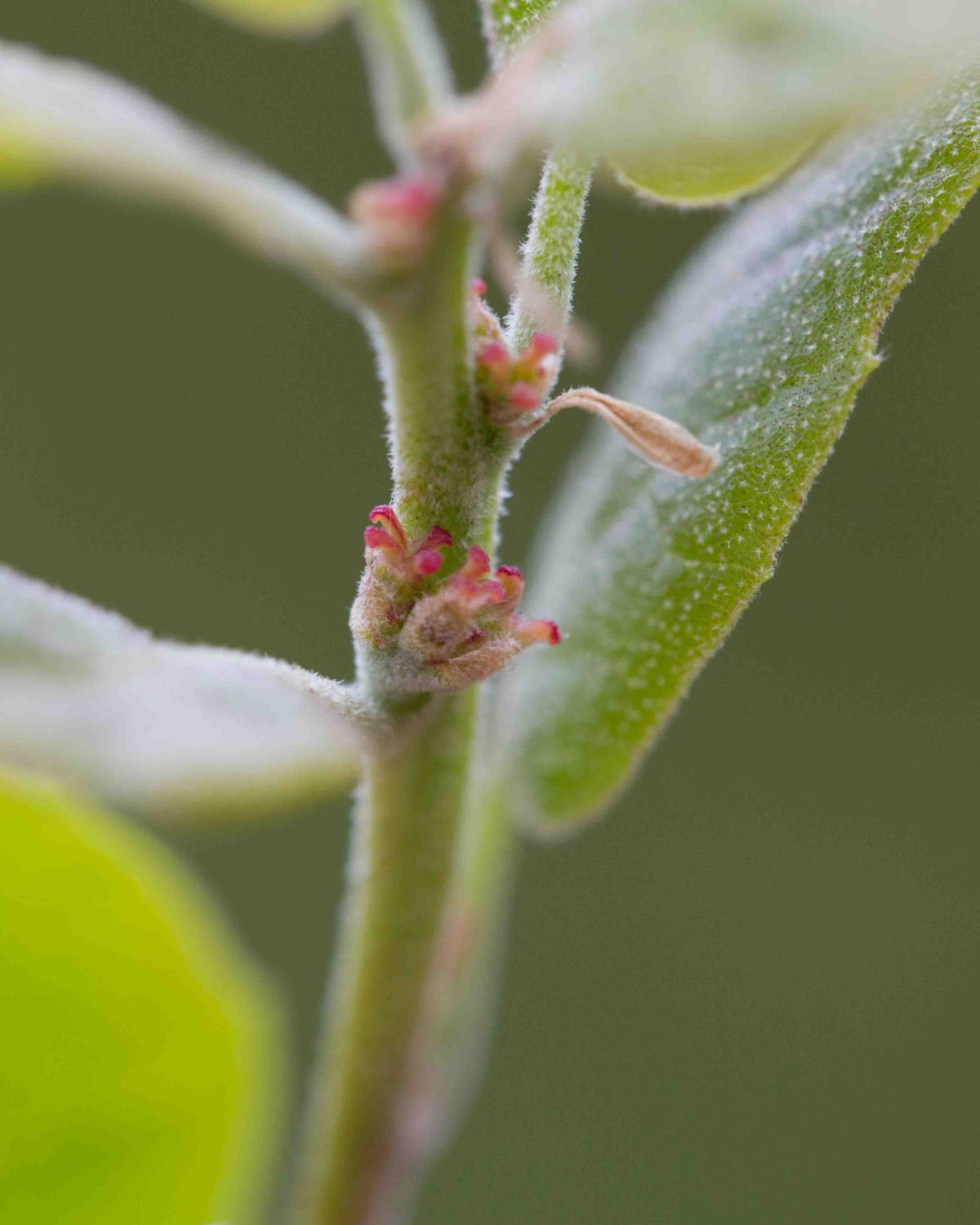 Tree – Fagaceae – Quercus – MonFlora