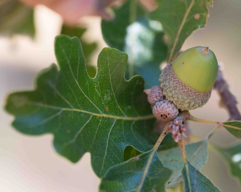 Tree – Fagaceae – Quercus – MonFlora