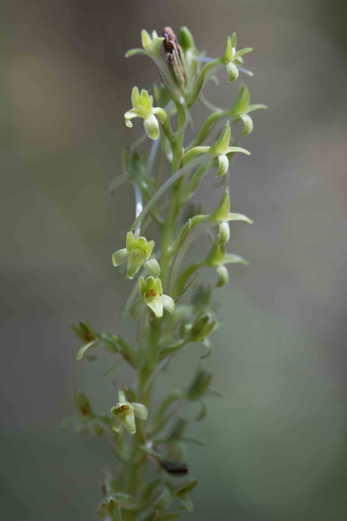 Orchidaceae-piperia – MonFlora