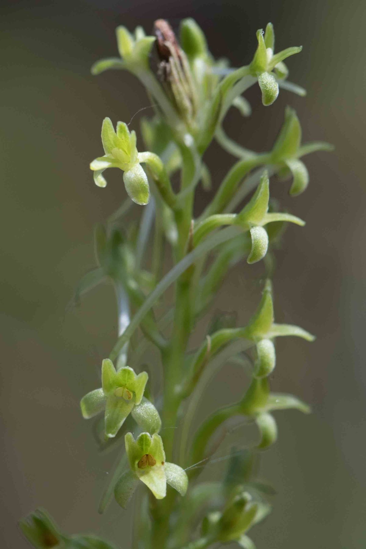 Orchidaceae-piperia – MonFlora