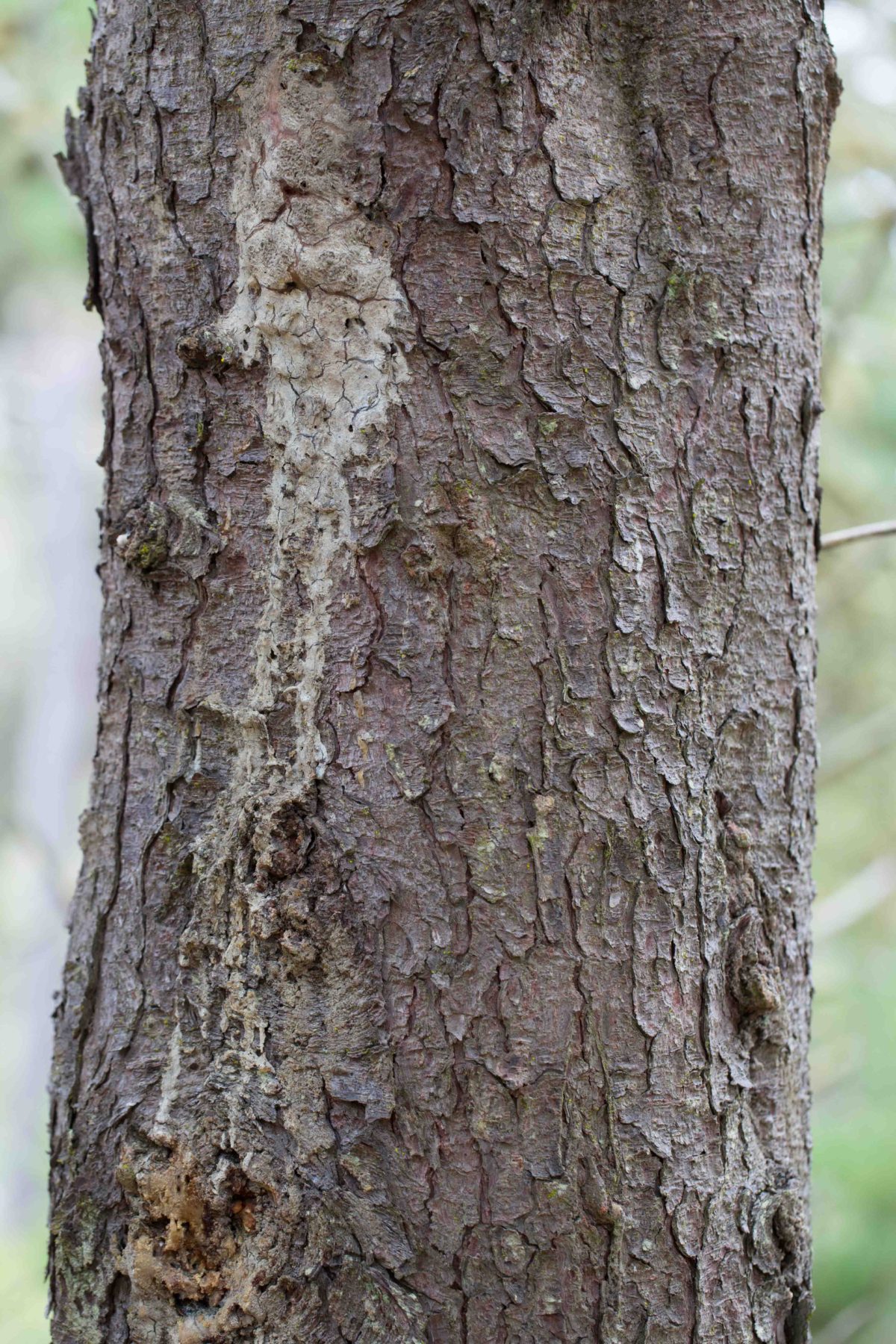 Tree – Pinaceae – MonFlora