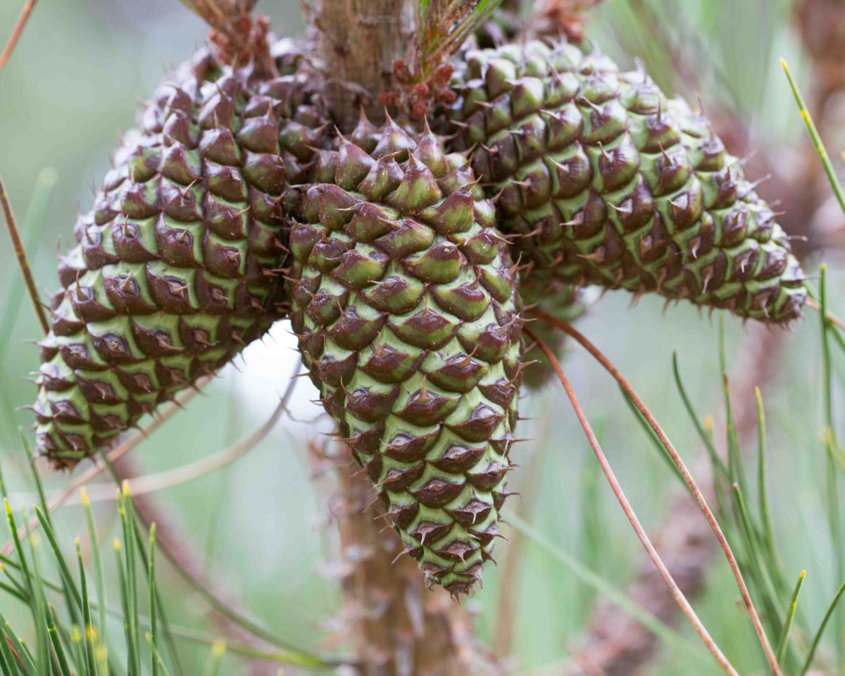 Tree – Pinaceae – MonFlora