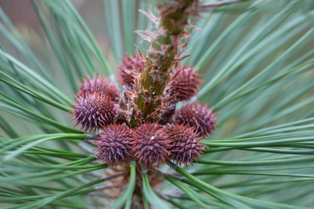 Tree – Pinaceae – MonFlora