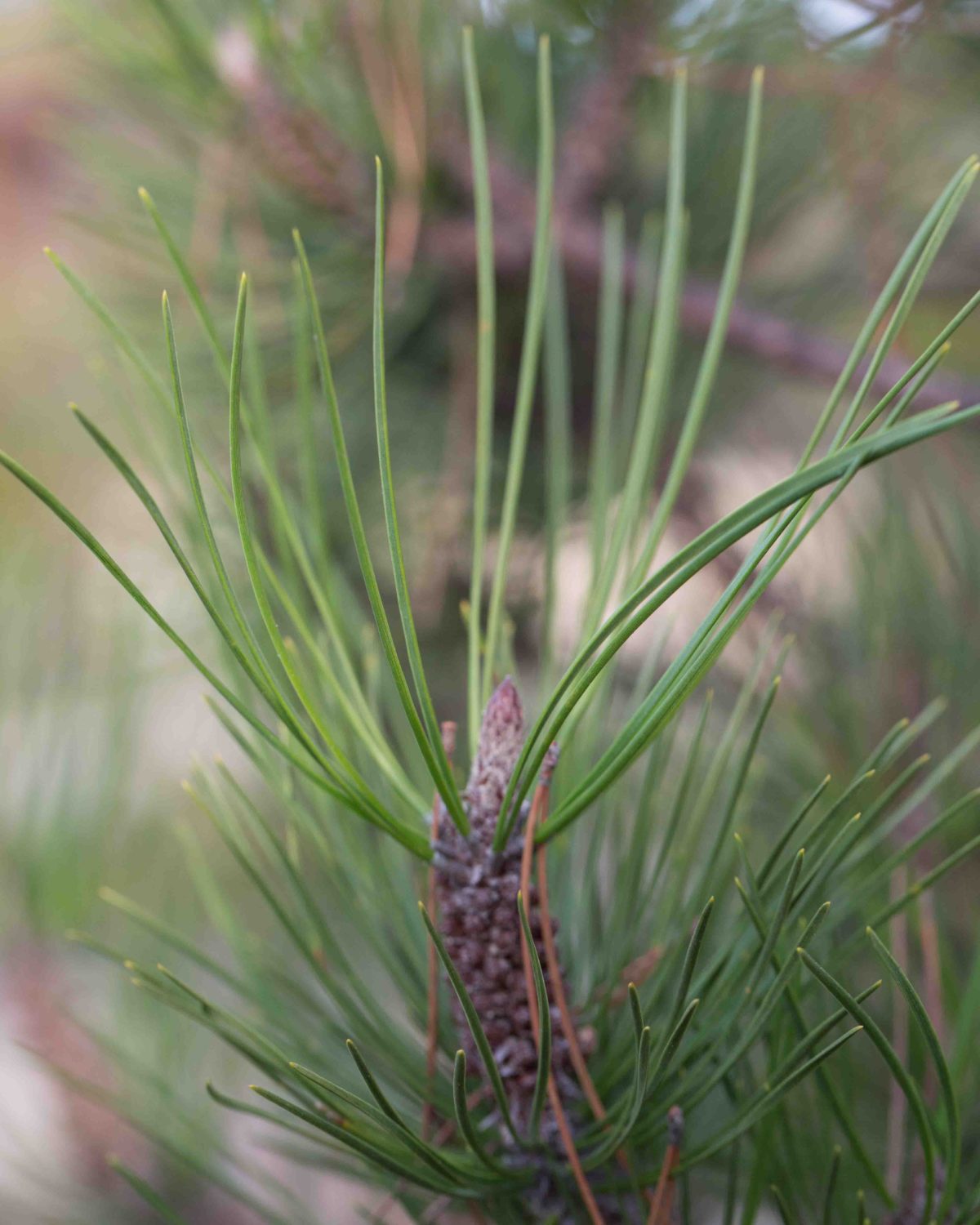 Tree – Pinaceae – MonFlora