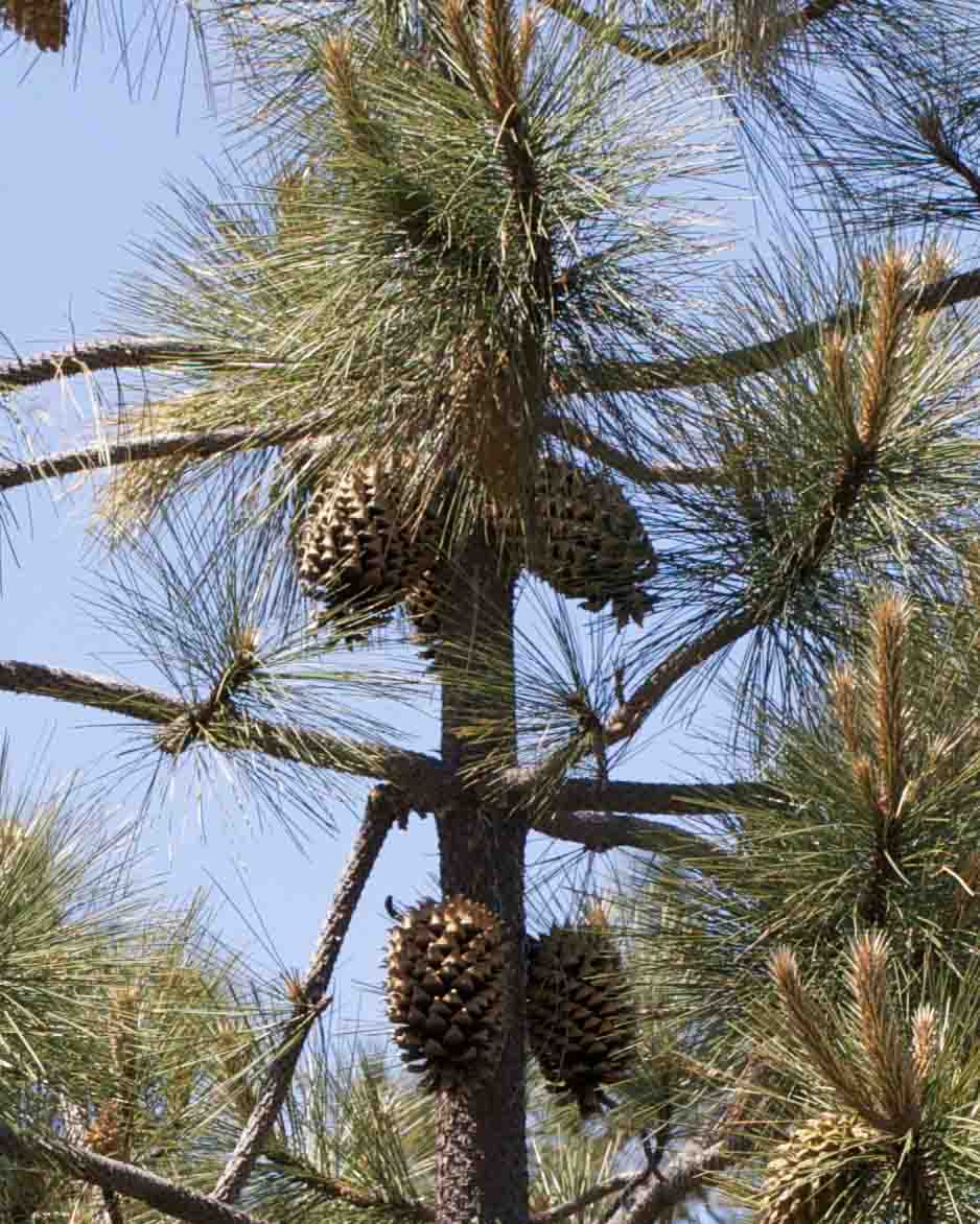 Tree – Pinaceae – MonFlora