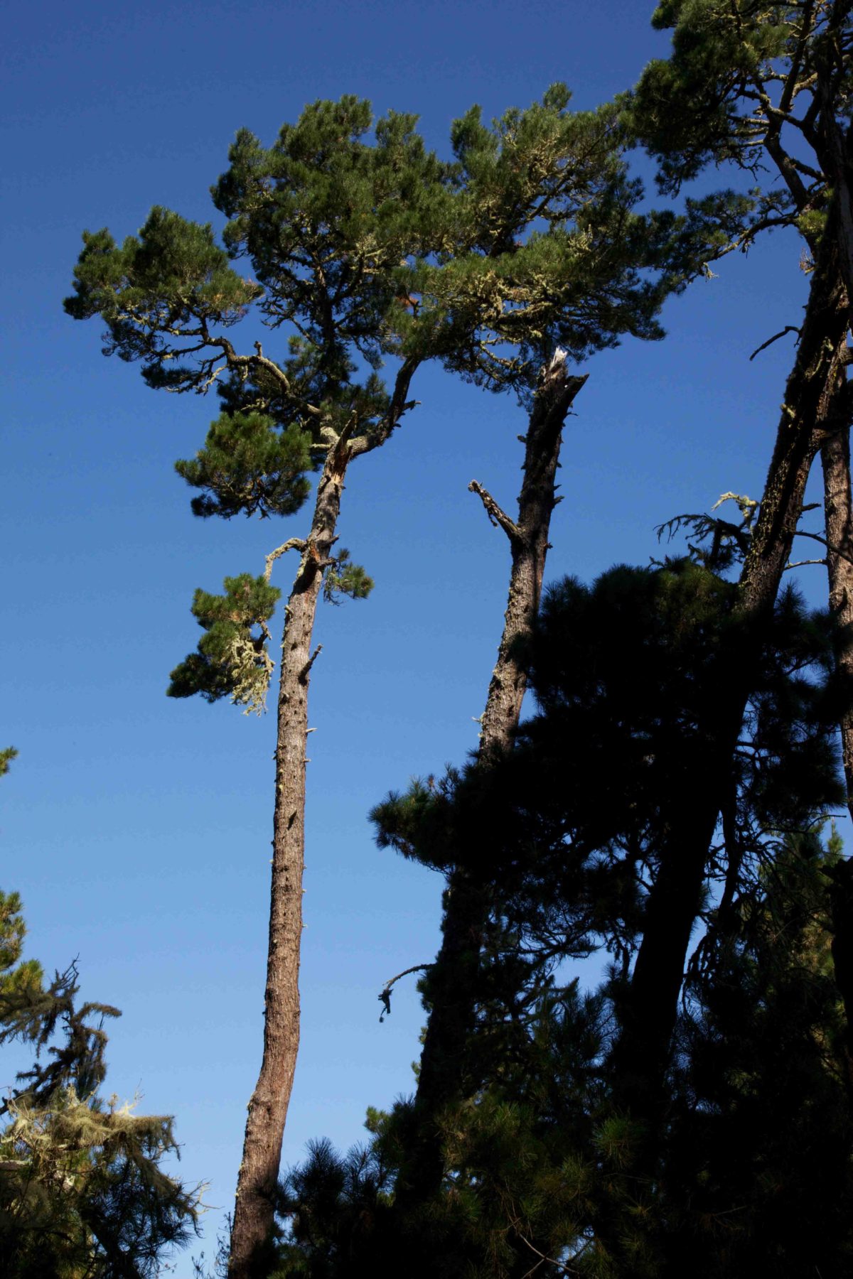 Tree – Pinaceae – MonFlora