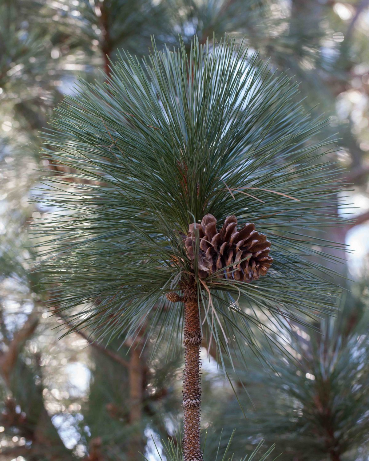 Tree – Pinaceae – MonFlora