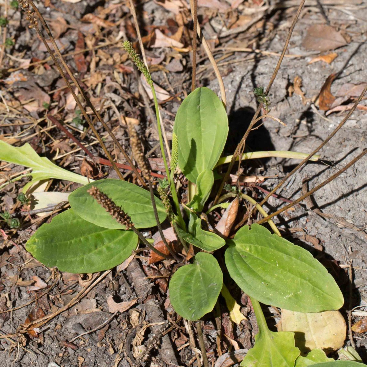 Plantaginaceae-Plantain – MonFlora
