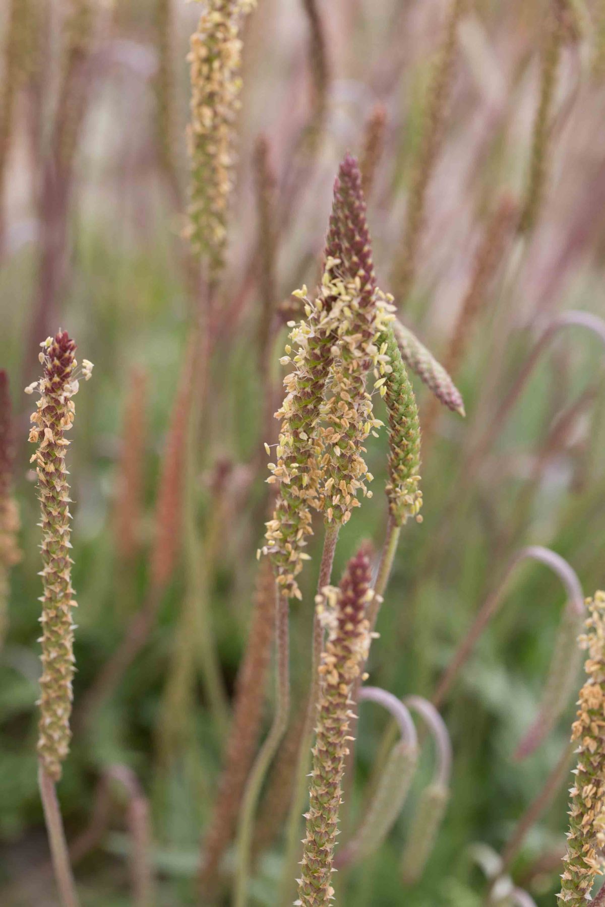 Plantaginaceae-Plantain – MonFlora