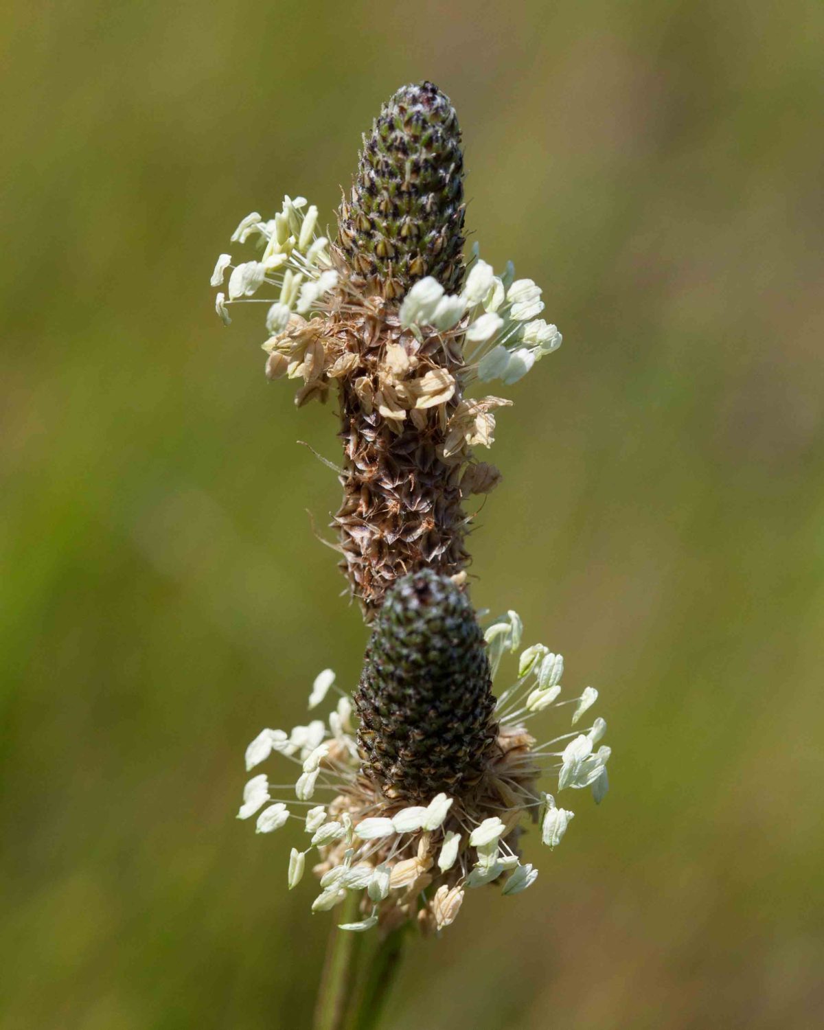 Plantaginaceae-Plantain – MonFlora