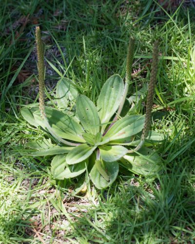Plantaginaceae-Plantain – MonFlora