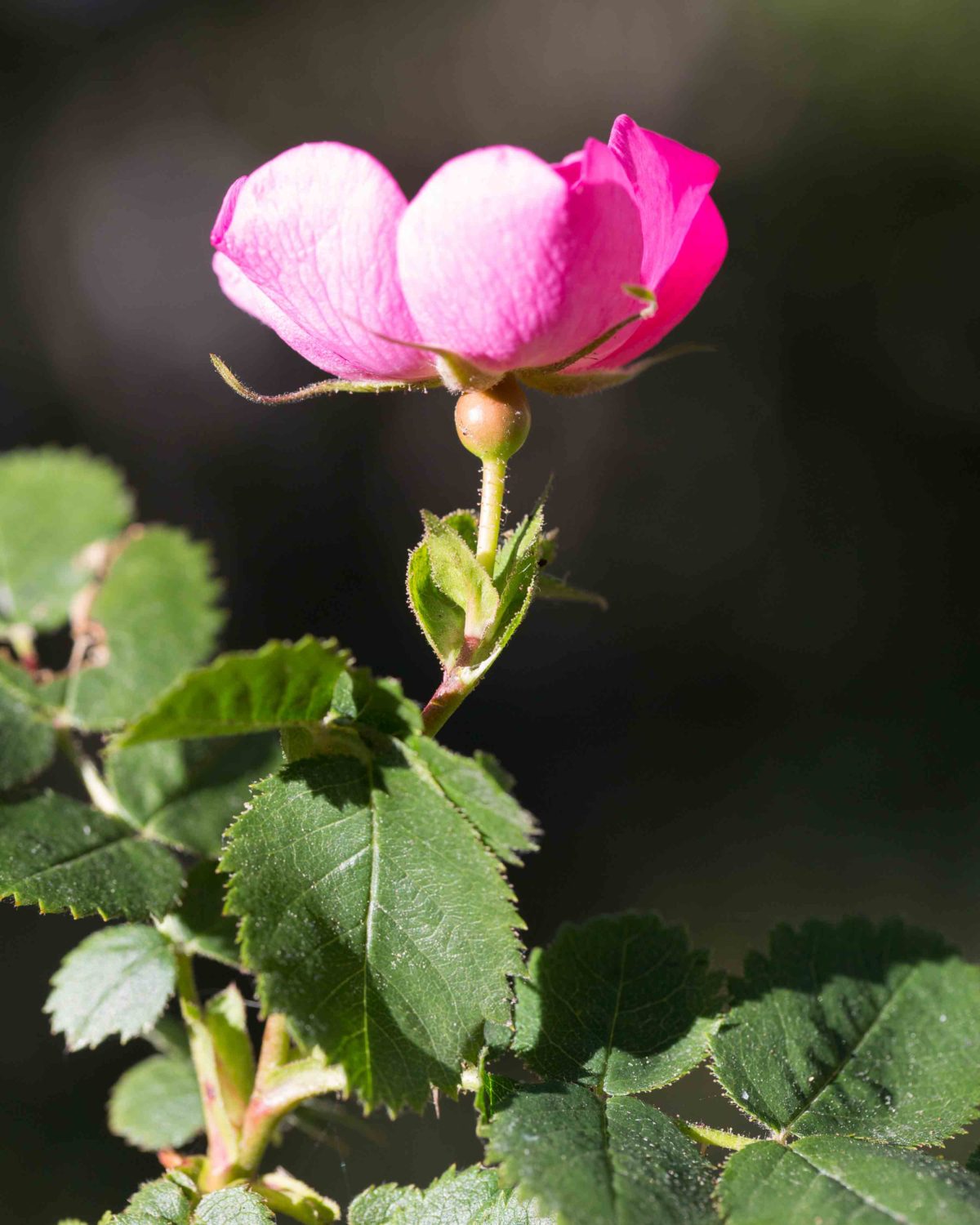 Rosaceae-rose – MonFlora