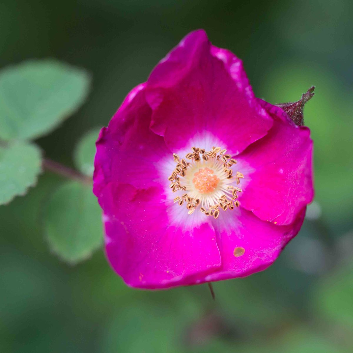 Rosaceae-rose – MonFlora