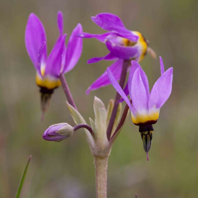 Primulaceae – MonFlora