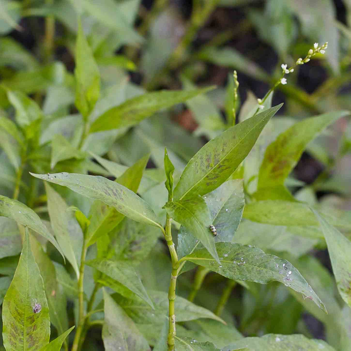 Polygonaceae-misc – MonFlora