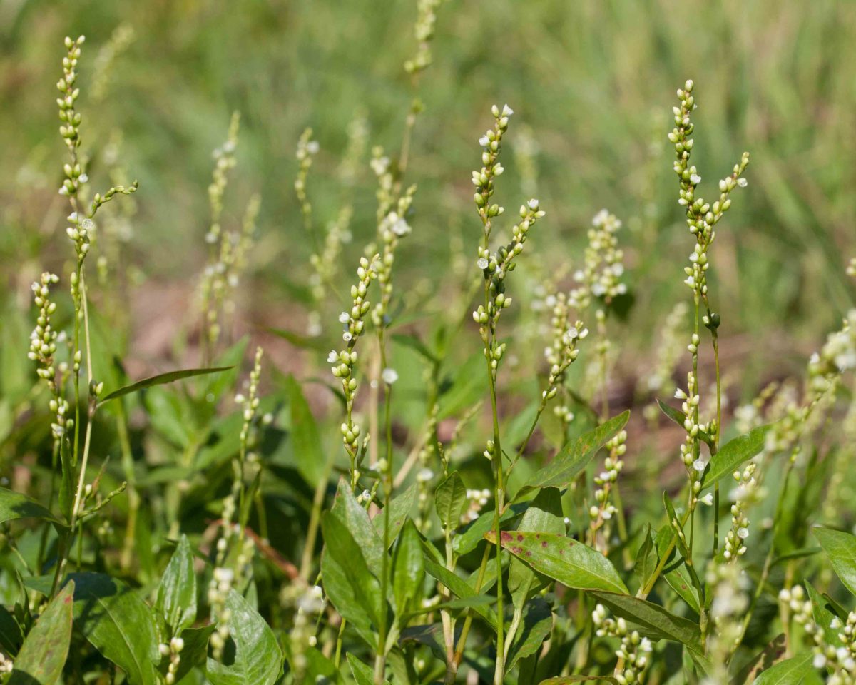 Polygonaceae-misc – MonFlora