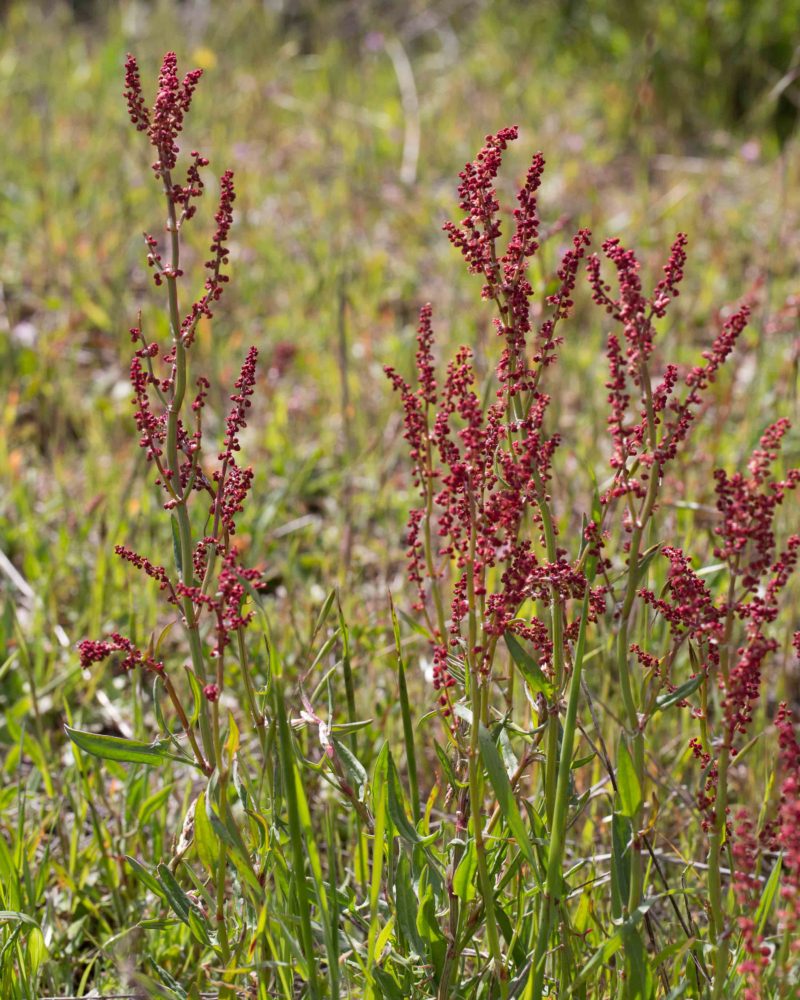 Polygonaceae-dock – MonFlora