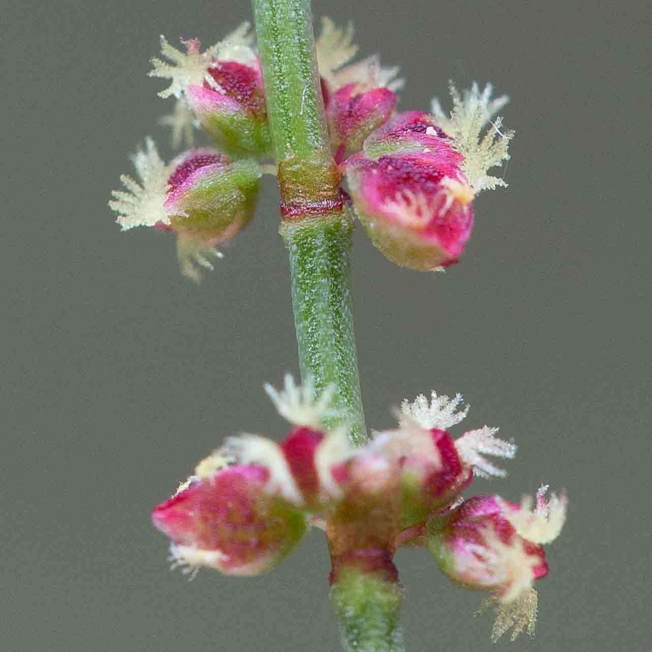 Polygonaceae-dock – MonFlora