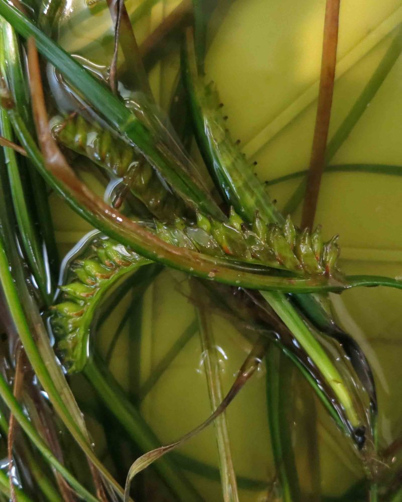 Zosteraceae – MonFlora