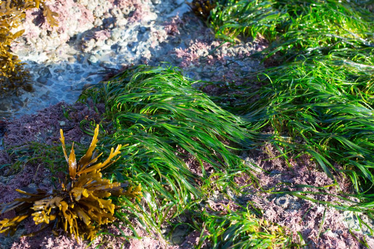 Zosteraceae – MonFlora