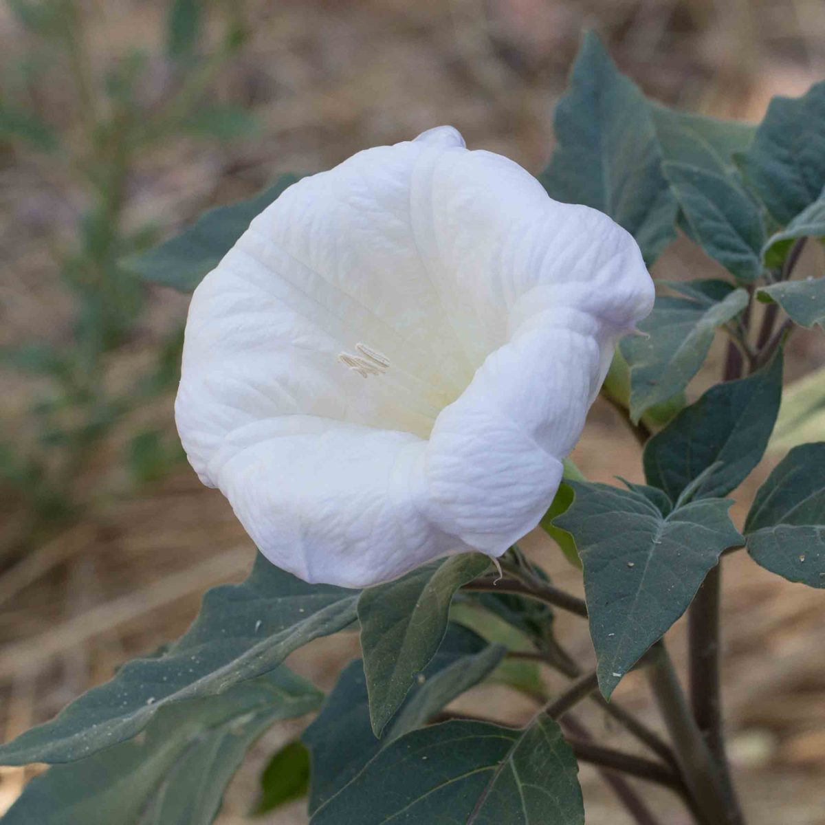 Solanaceae – MonFlora