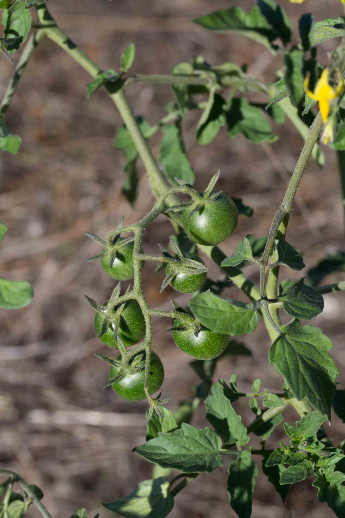 Solanaceae – MonFlora