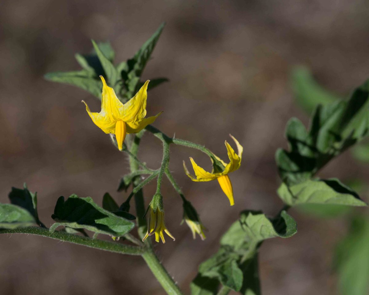 Solanaceae – MonFlora