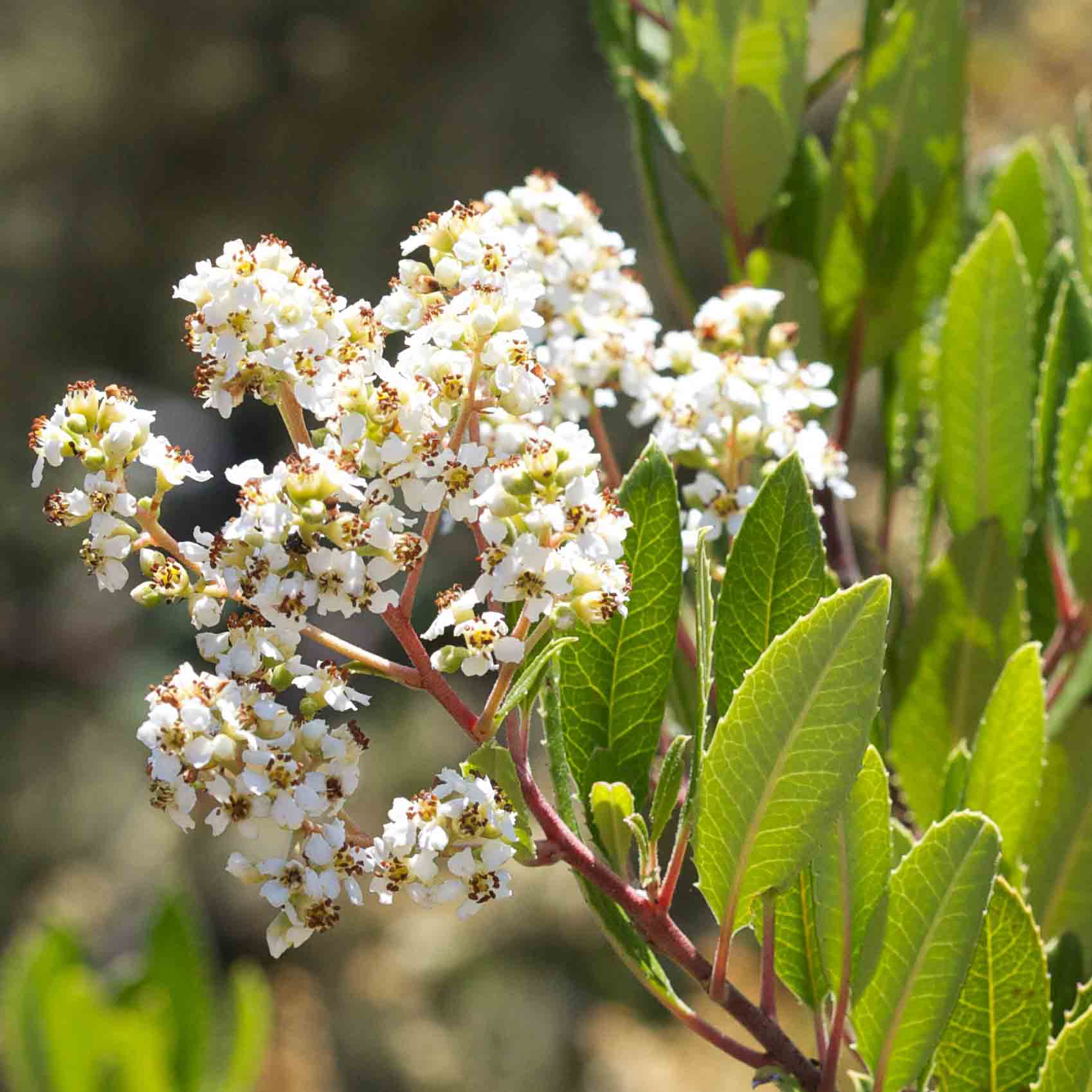 Rosaceae-shrub – MonFlora