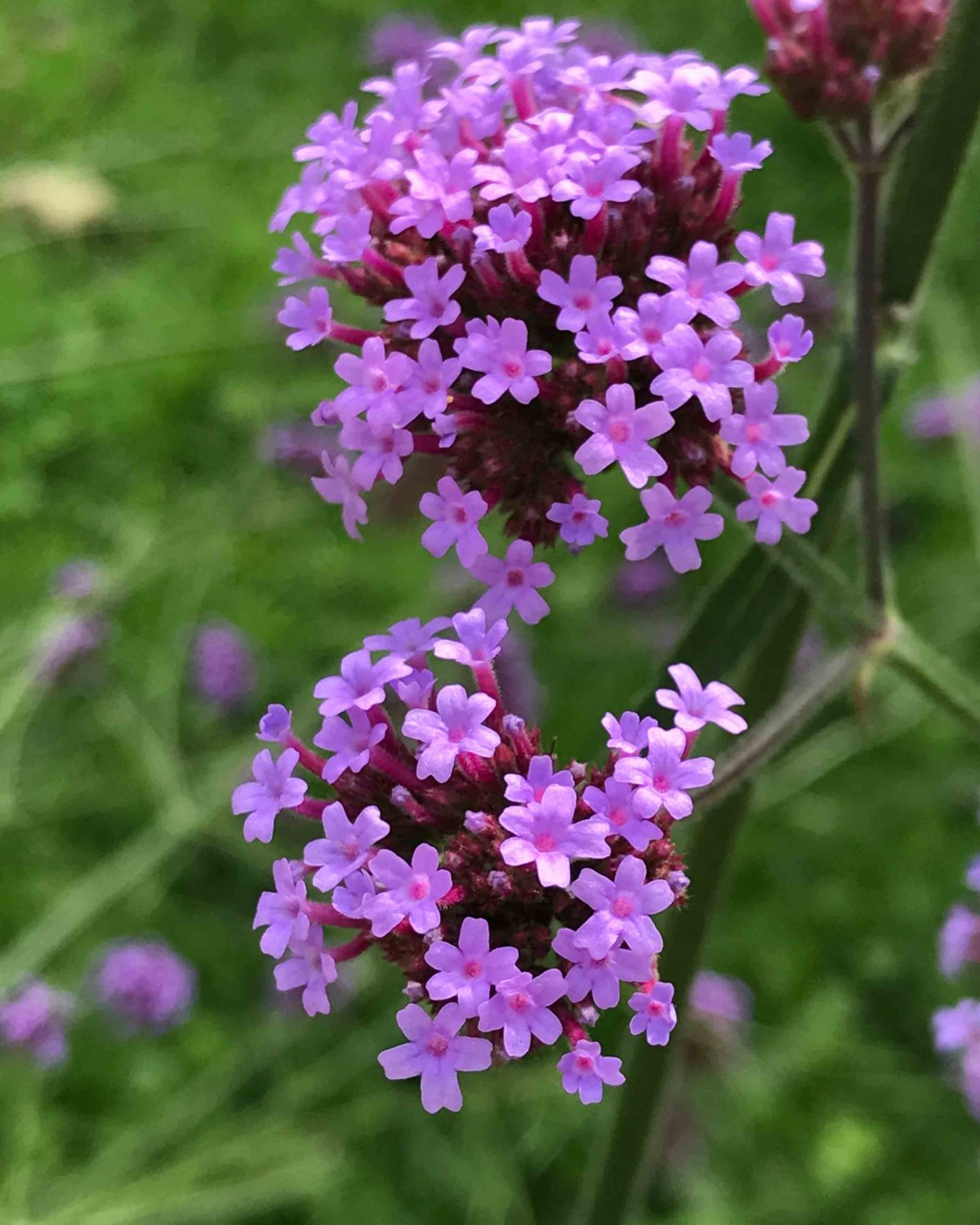 Verbenaceae – MonFlora