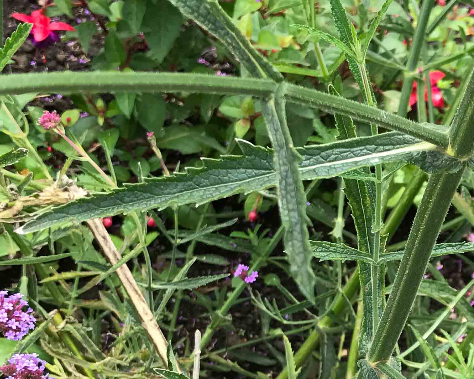 Verbenaceae – MonFlora