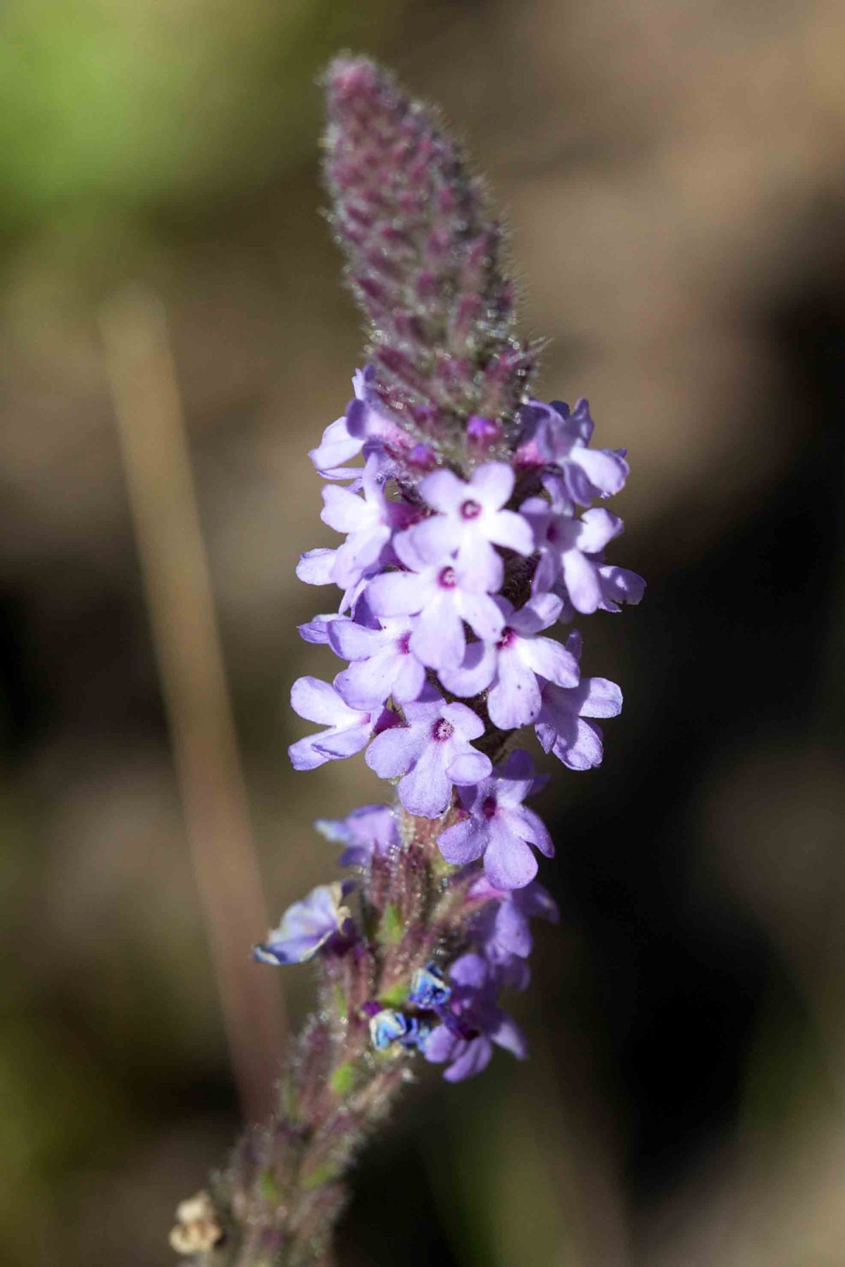 Verbenaceae – MonFlora