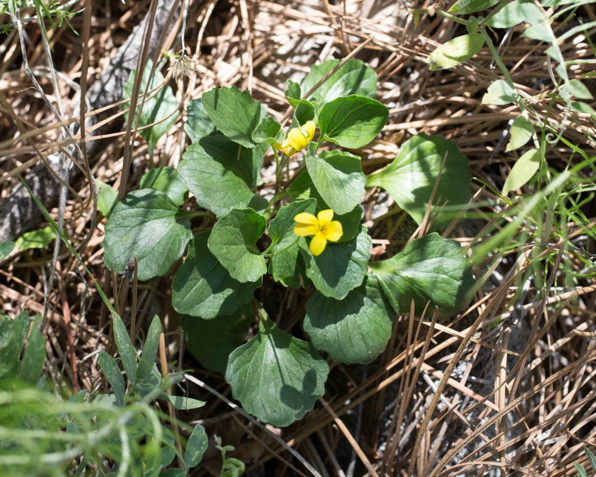 Violaceae – MonFlora