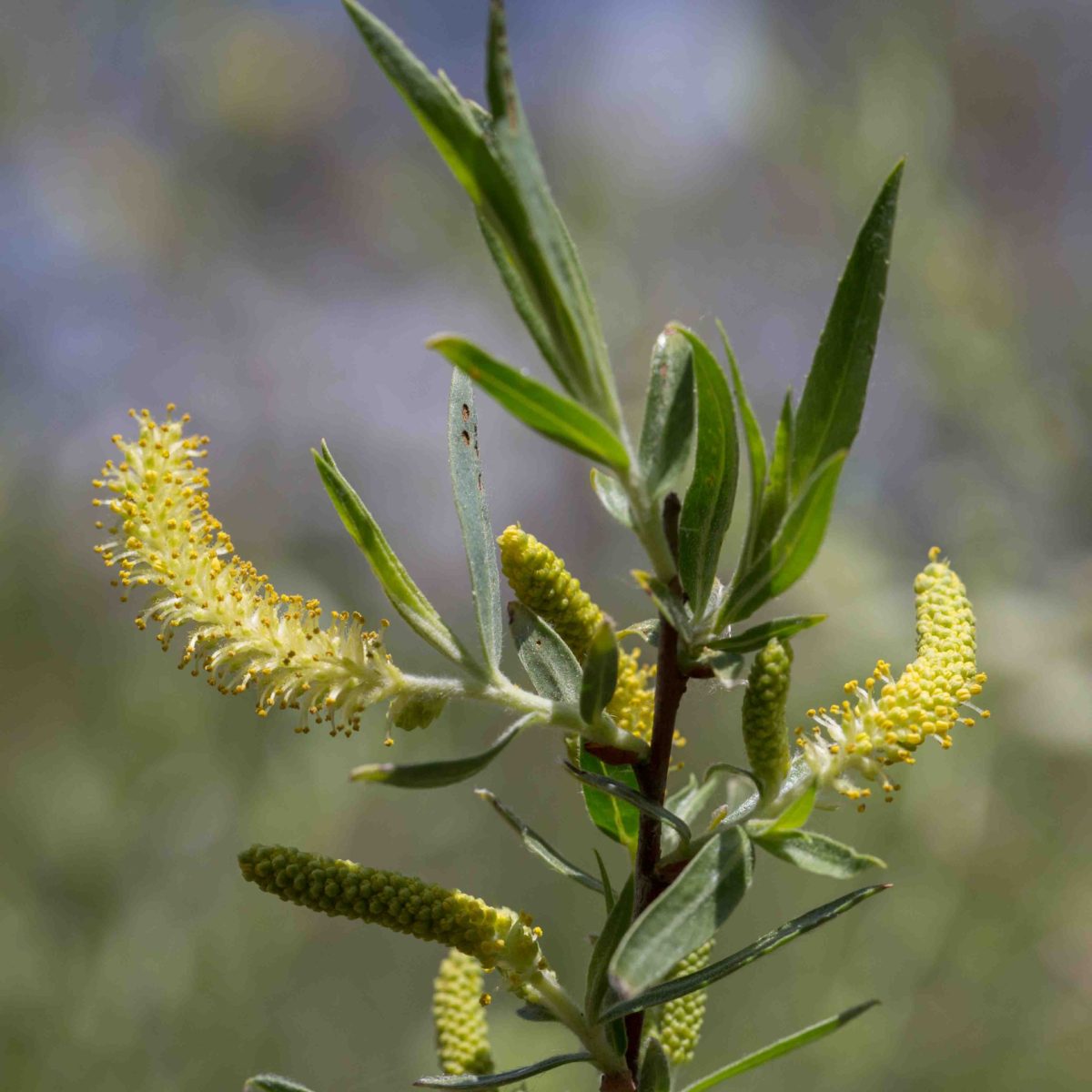 Tree- Salicaceae – MonFlora