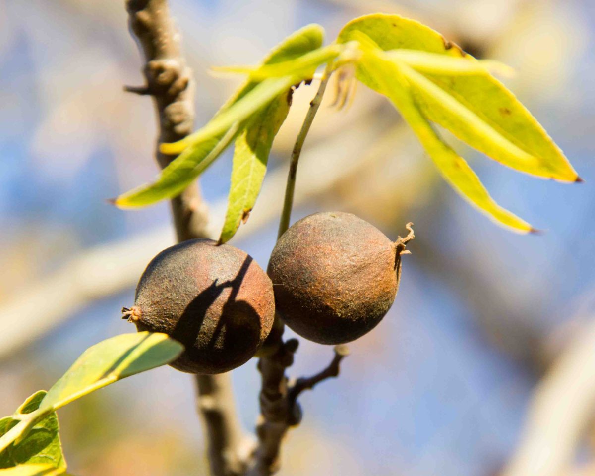Tree – Walnut & Bay – MonFlora