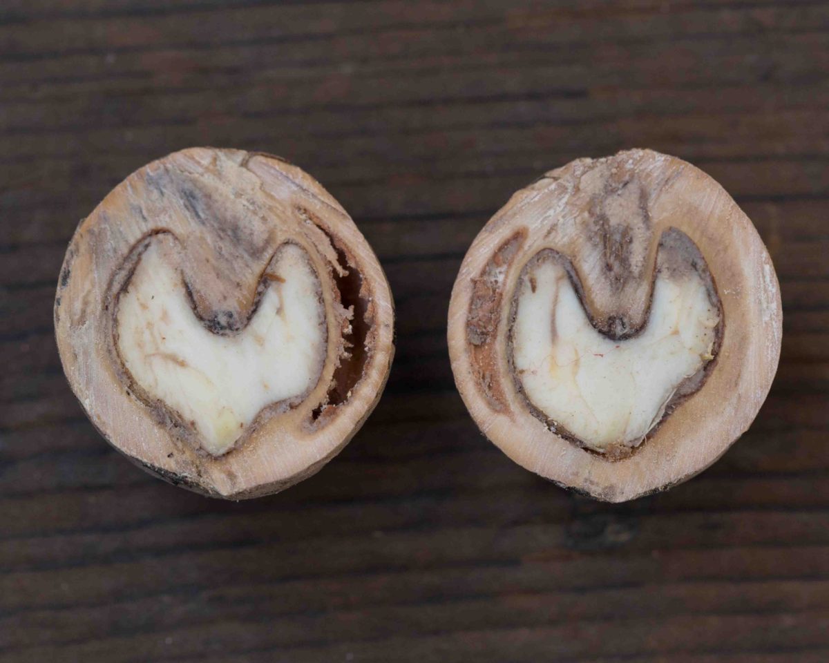 Tree – Walnut & Bay – MonFlora