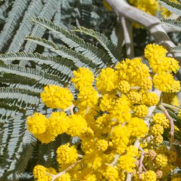Tree – Acacia – MonFlora