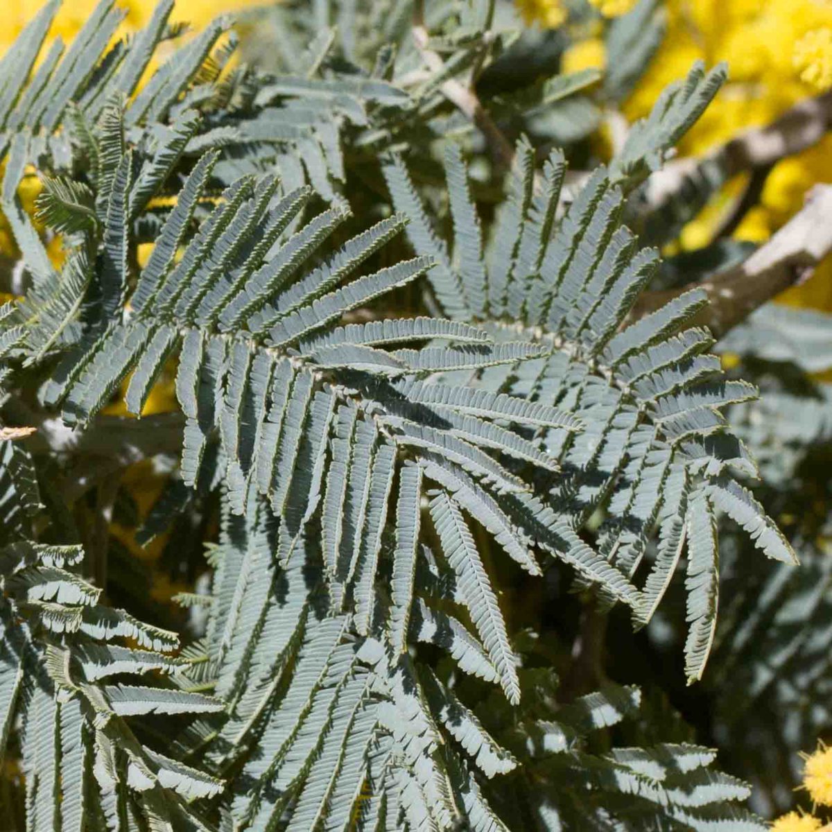 Tree – Acacia – MonFlora