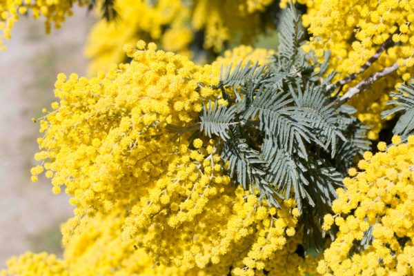 Tree – Acacia – MonFlora